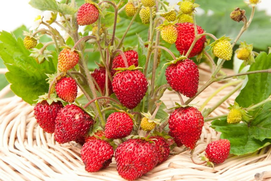 RAISE ME UP: Seeds Alpine Strawberry Rujana H2FSDNon GMO Heirloom ...