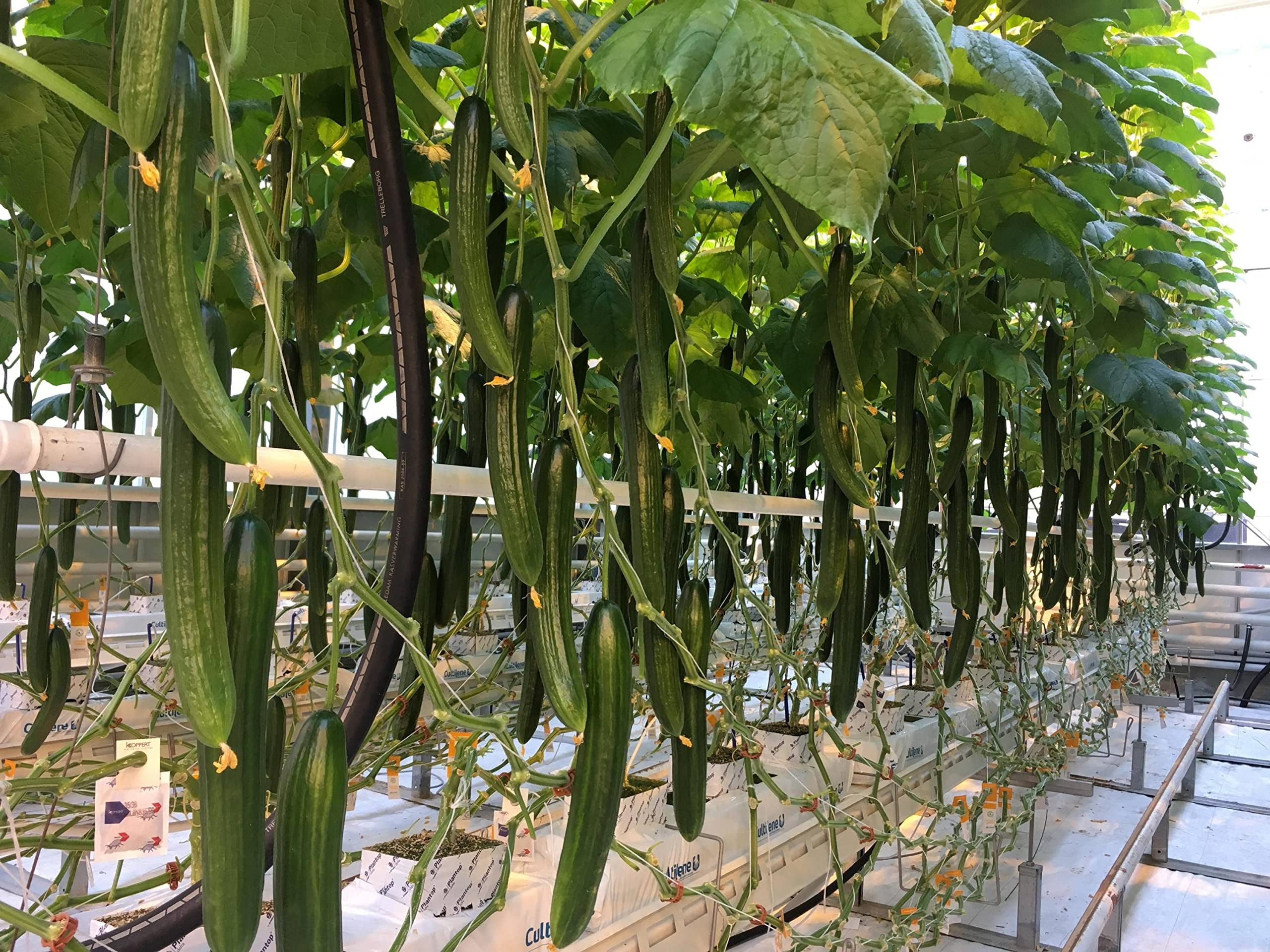 RAISE ME UP: TWE5 Seeds Cucumber Chinese Wonder Long Open-Pollinated Non GMO Heirloom - Walmart.com