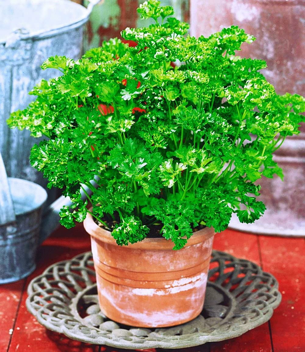 RAISE ME UP: TWE5 Seeds Indoor Parsley Container Pots Balcony Non GMO Heirloom 2000 Seeds ...