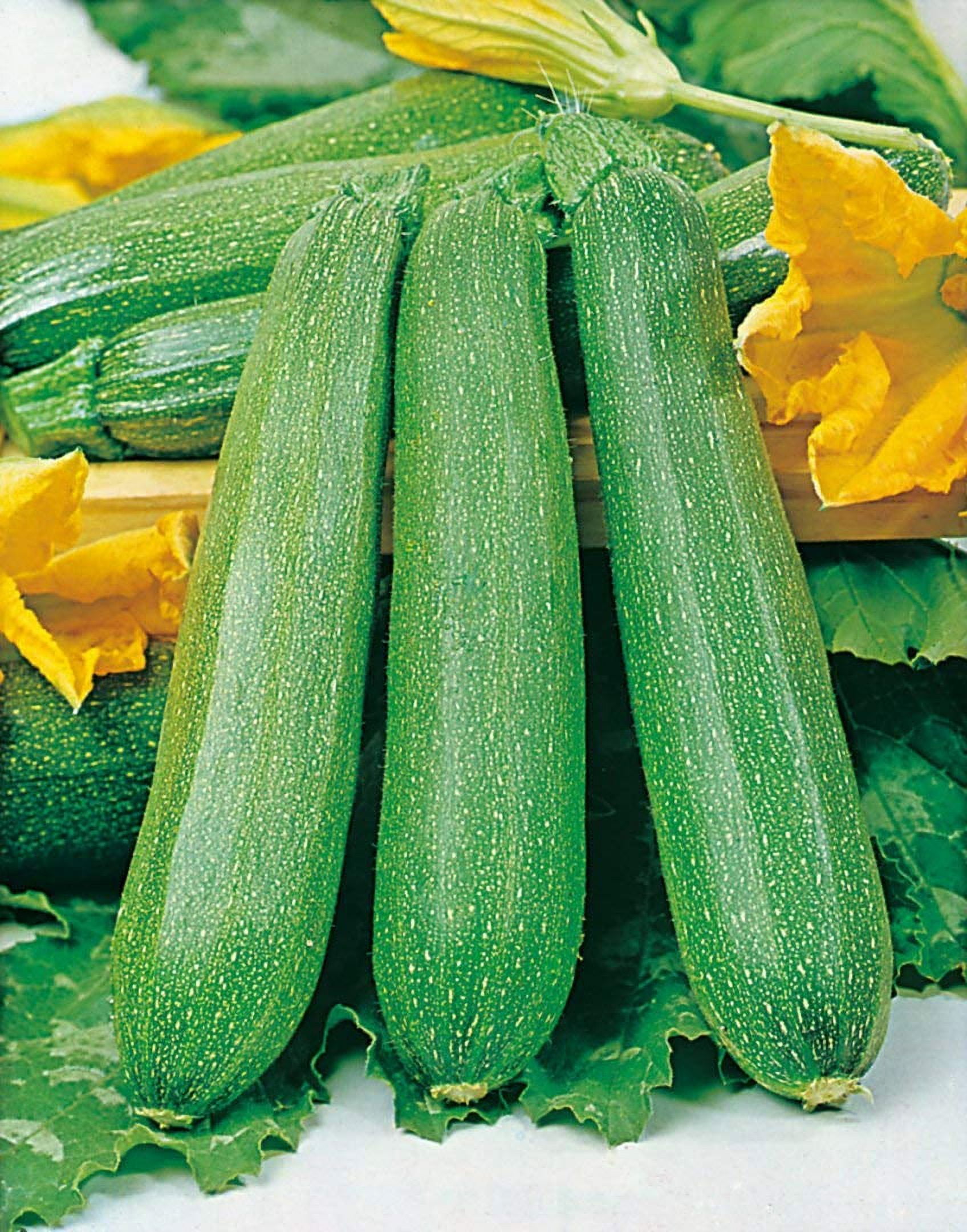 RAISE ME UP:UMRT Seeds Zucchini Green Machine Courgette Non GMO ...