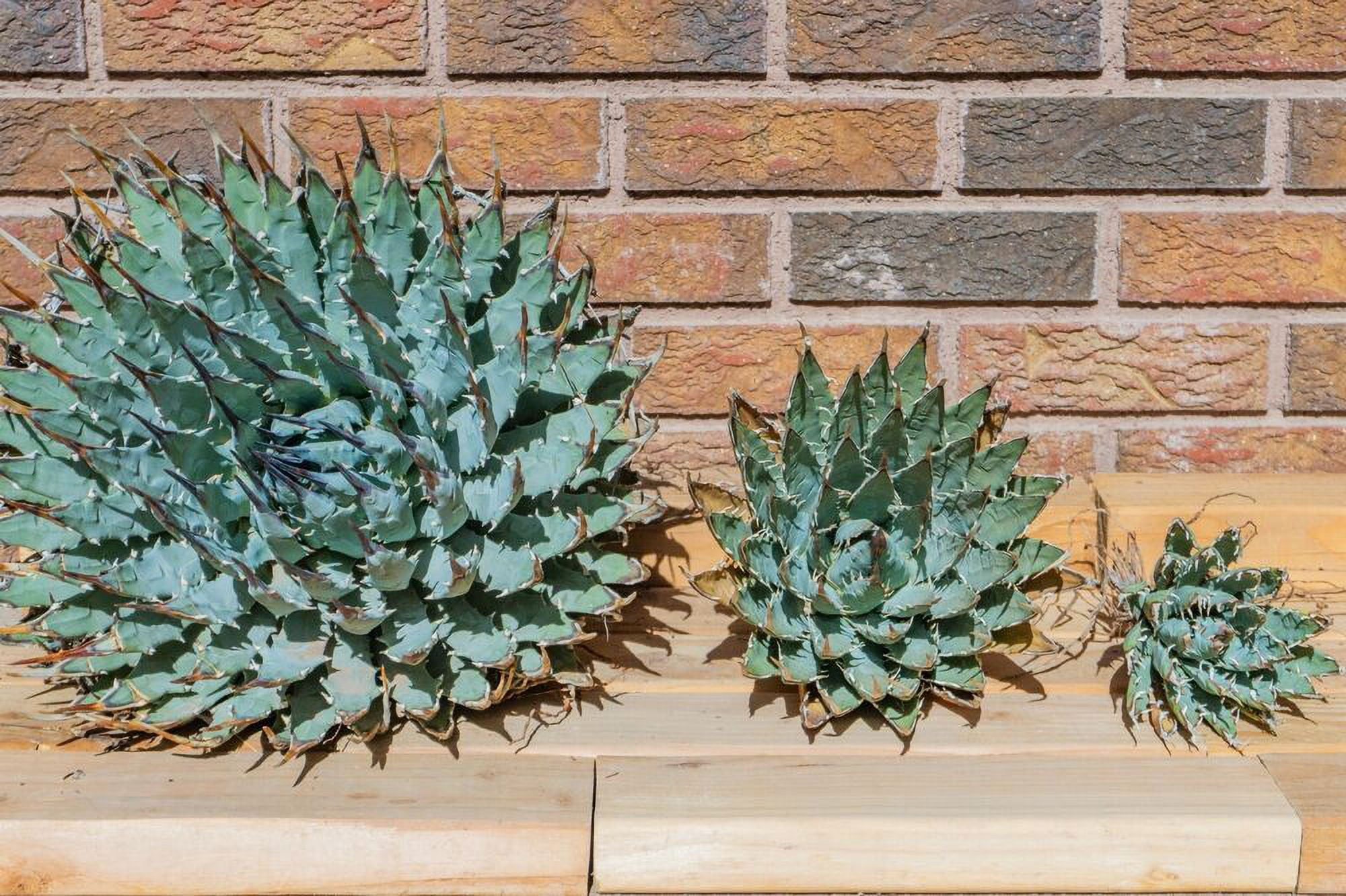 RARE AGAVE UTAHENSIS "NEVADENSIS", EBORISPINA, LIVE PLANT, SUCCULENT ...