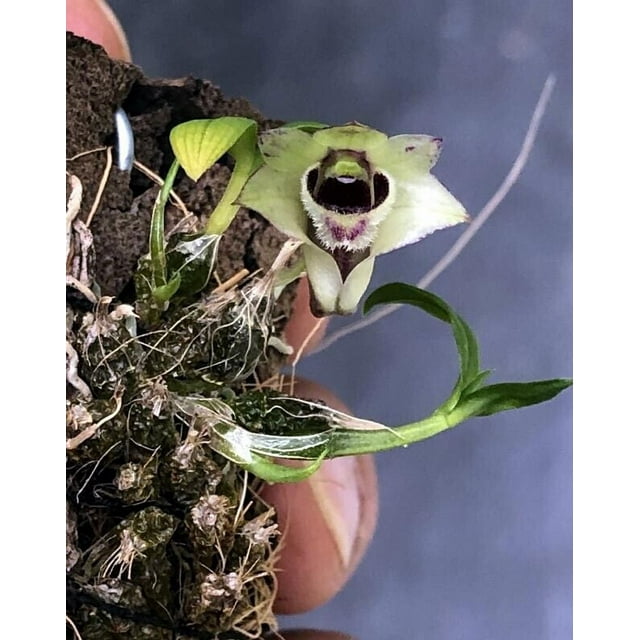 RARE CHINESE MINIATURE DENDROBIUM ORCHID SPECIES hekouense BS large ...