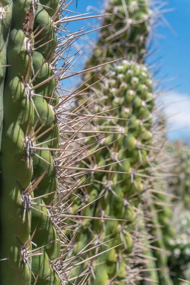RARE STETSONIA CORYNE, TOOTHPICK CACTUS, LIVE PLANT, - Walmart.com