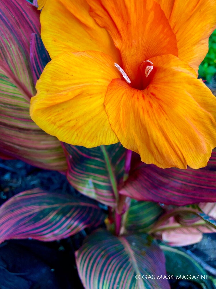 RARE Variegated Canna Lily Rhizome (Giant Phasion / African Sunset ...