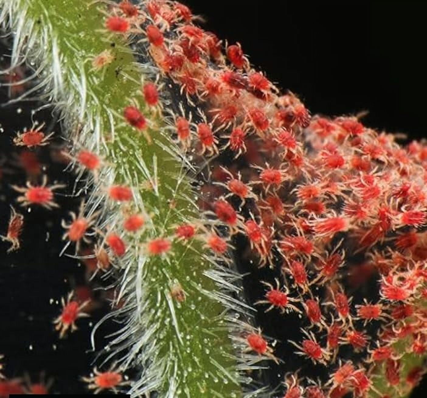 RAW Mighty 7 gal - NPK Industries Brings You This Ready-to-Use ...