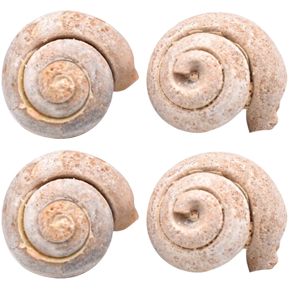 REACHISE 4pcs Snail Fossil Paleontology Fossil Fun Science Ornaments ...