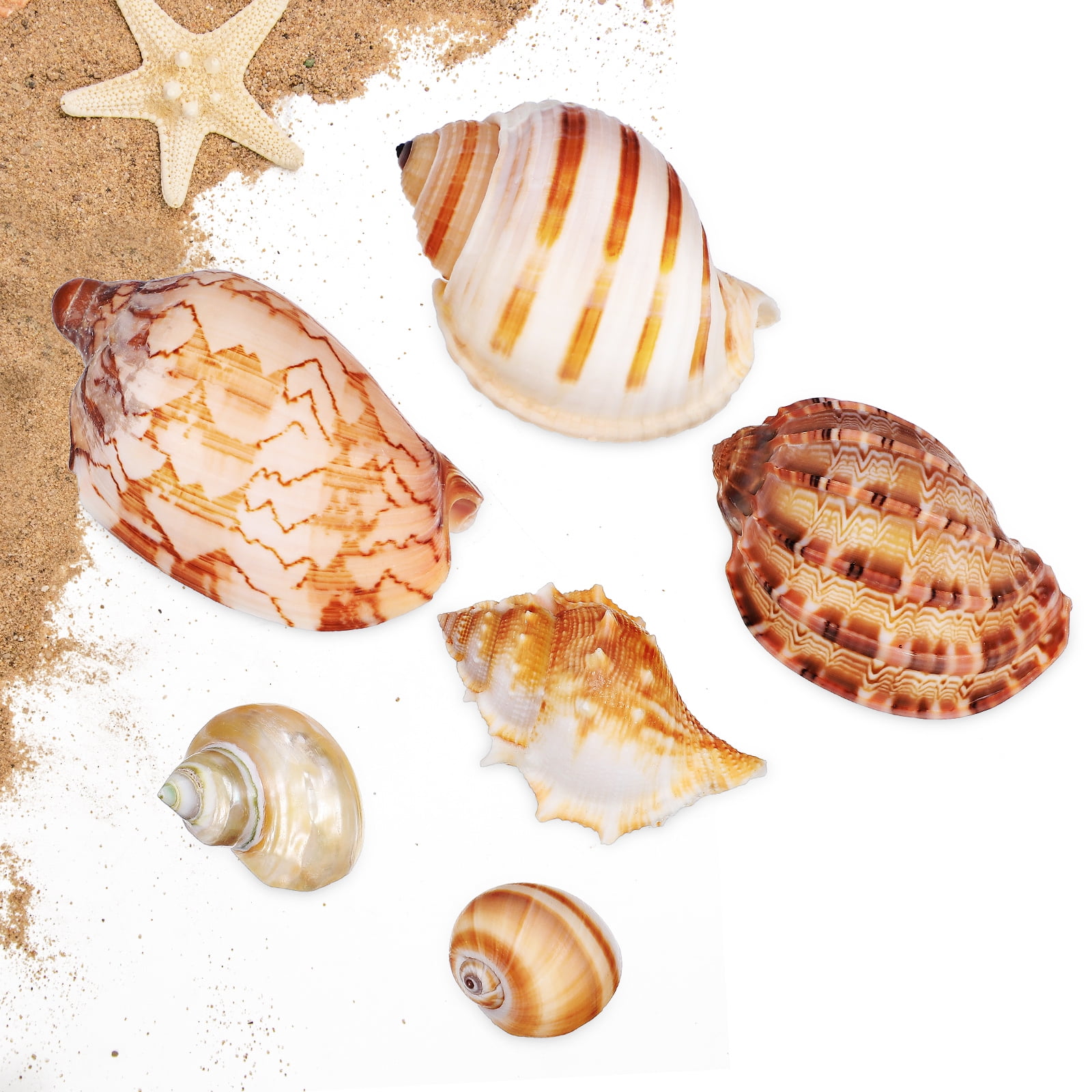 REACHISE 6 Pcs Aquarium Conch Shell Hermit Crab Habitat Conch Decors ...