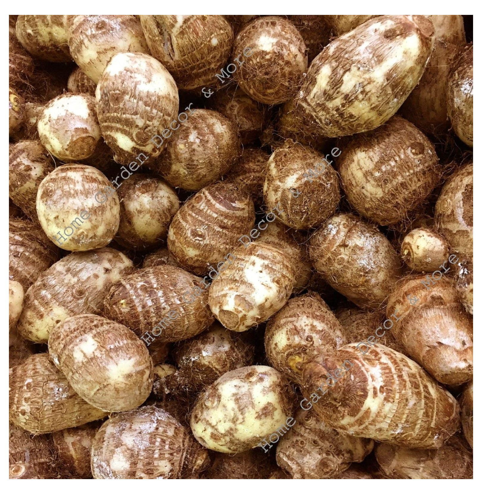 READY to GROW 10 Colocasia Esculenta Elephant Ear Poi Gabi Kalo Eddo ...