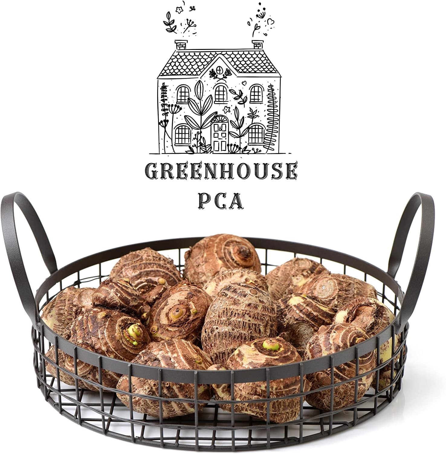 Greenhouse PCA, 10 Colocasia Esculenta Bulbs, Elephant Ear Taro, Poi ...