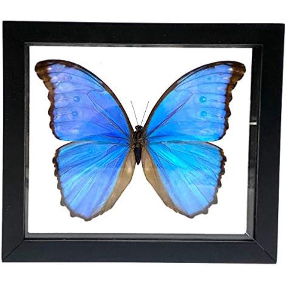 REAL BUTTERFLY MORPHO DIDIUS INSECT TAXIDERMY FRAME WITH DOUBLE SIDE ...