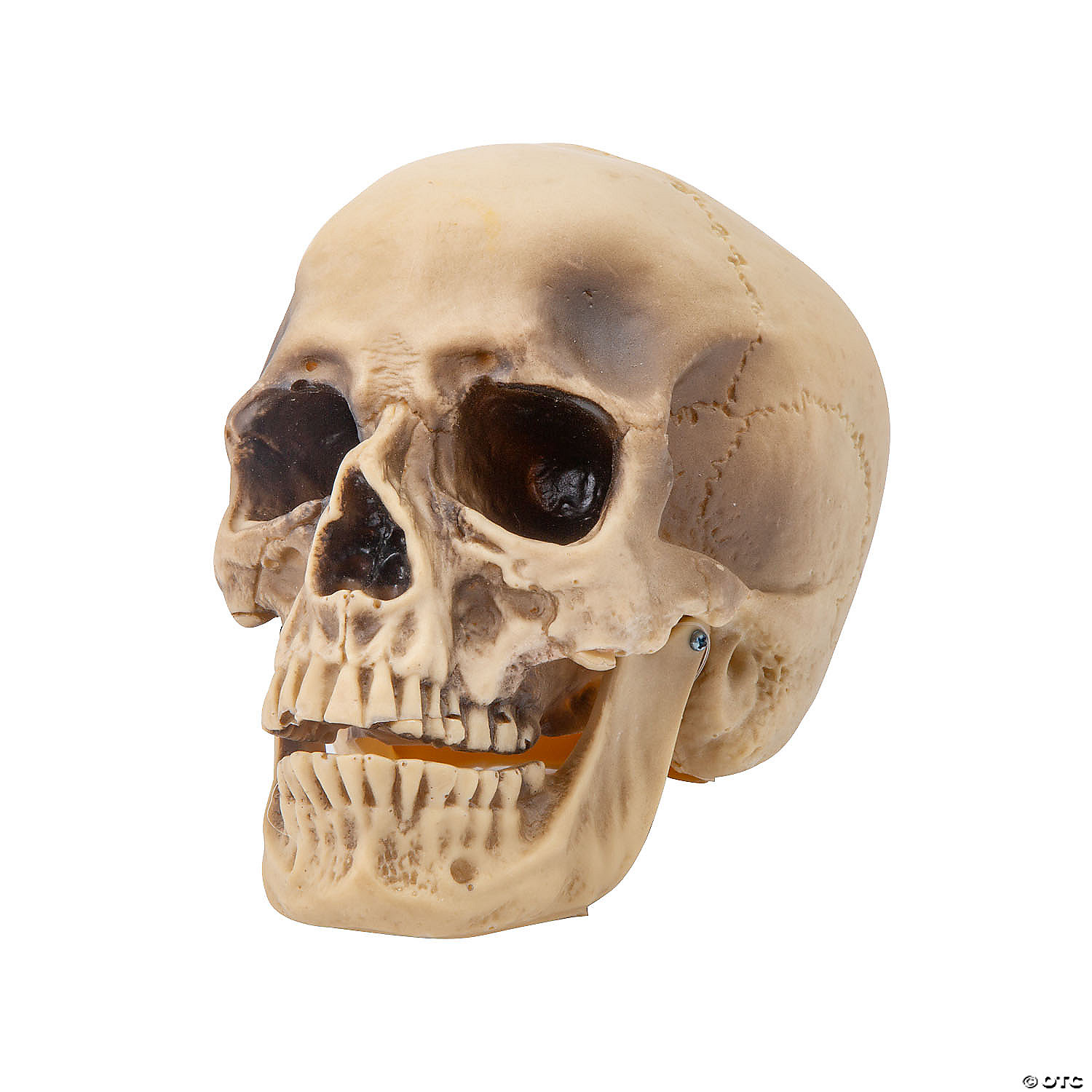 REALISTIC ROTTING SKULL - Walmart.com