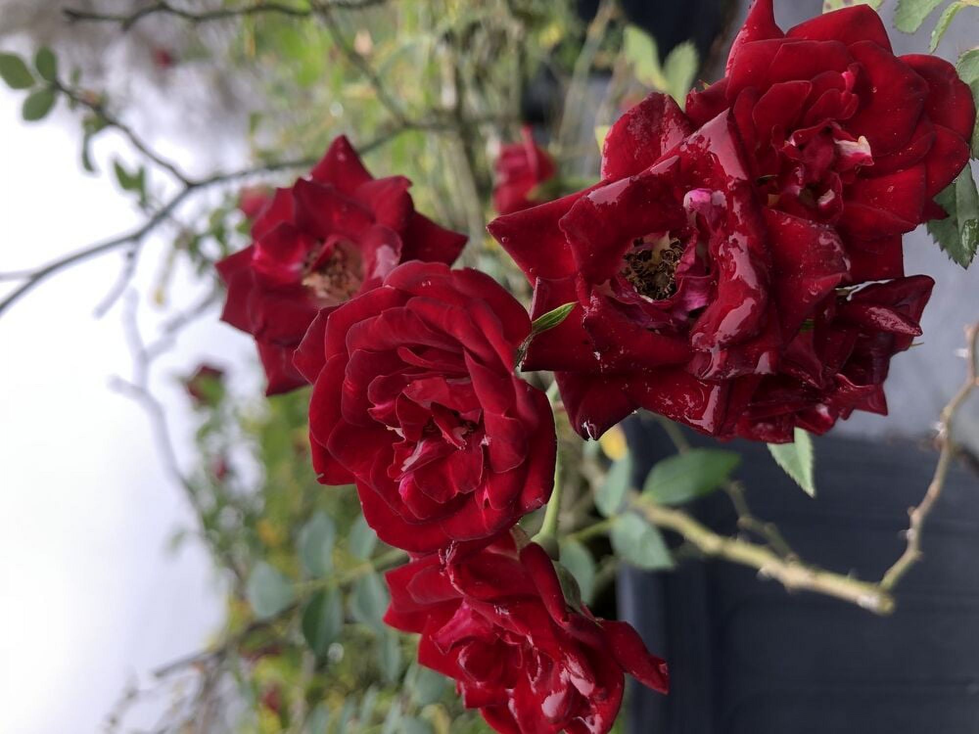 RED CASCADE Own Root Garden Ground Cover Rose Live Plant Mini ...