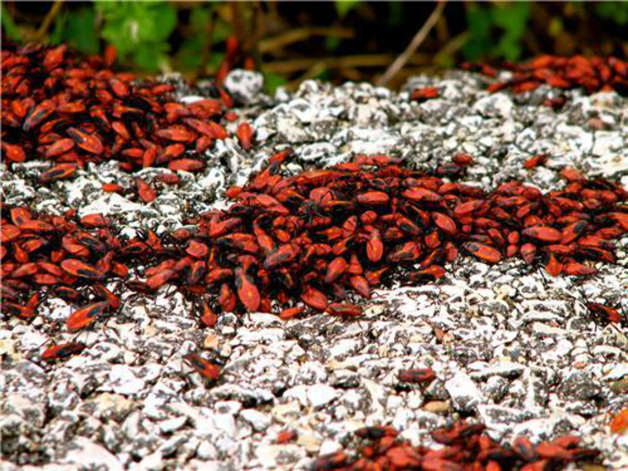 RED DEVOURING INSECTS GLOSSY POSTER PICTURE PHOTO bugs ants cool ...