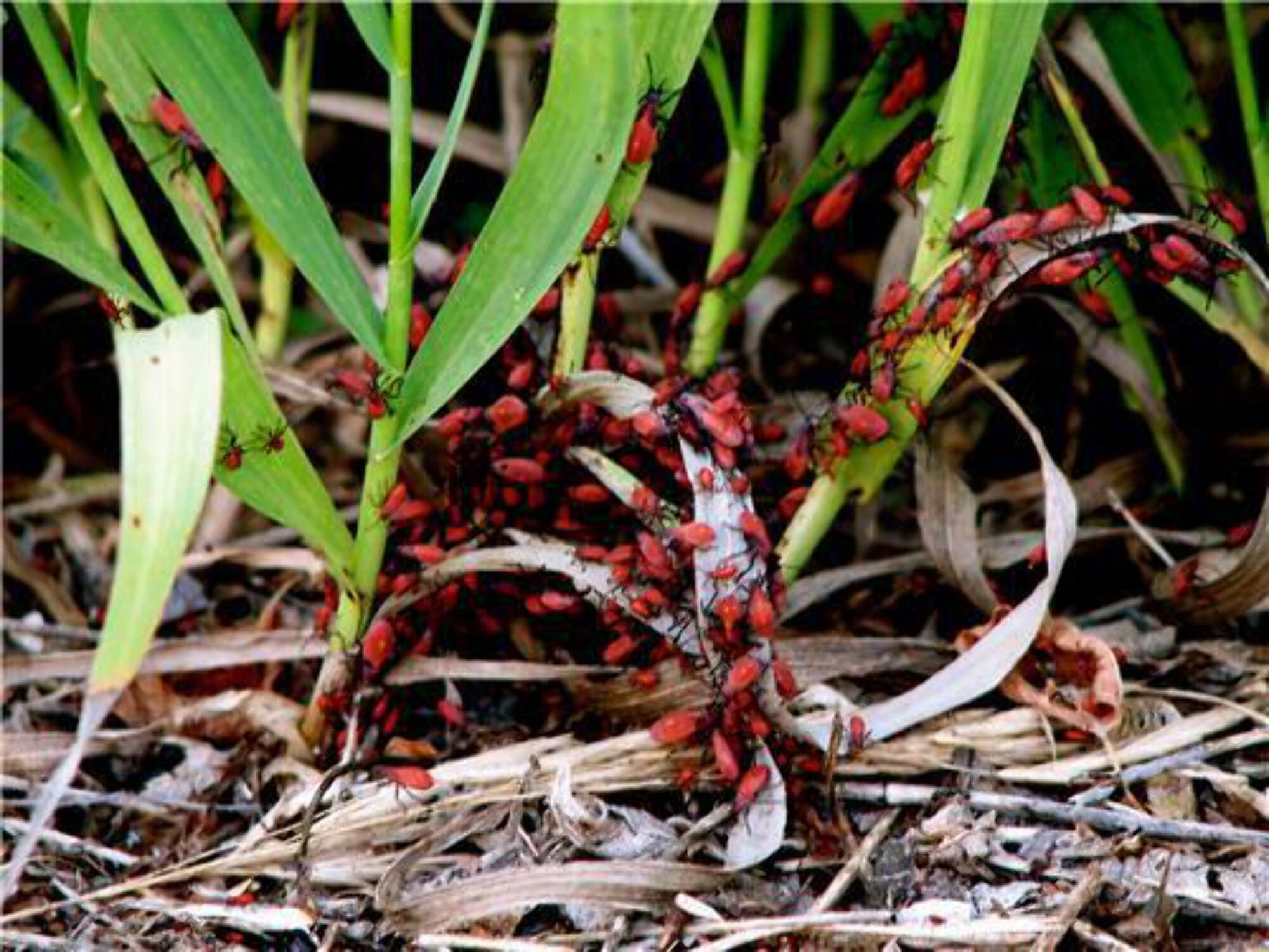 RED INSECTS GLOSSY POSTER PICTURE PHOTO bugs ants leaves crawlers cool ...