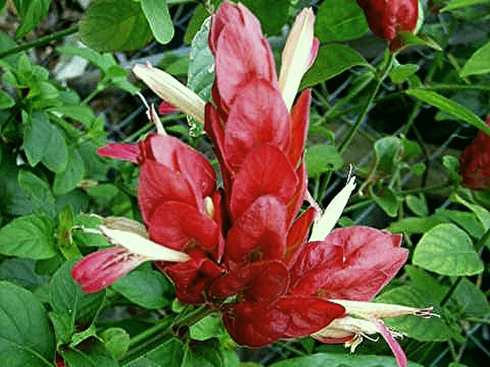 RED SHRIMP Heirloom Shade Garden Live Plant Justicia Unusual Flower ...