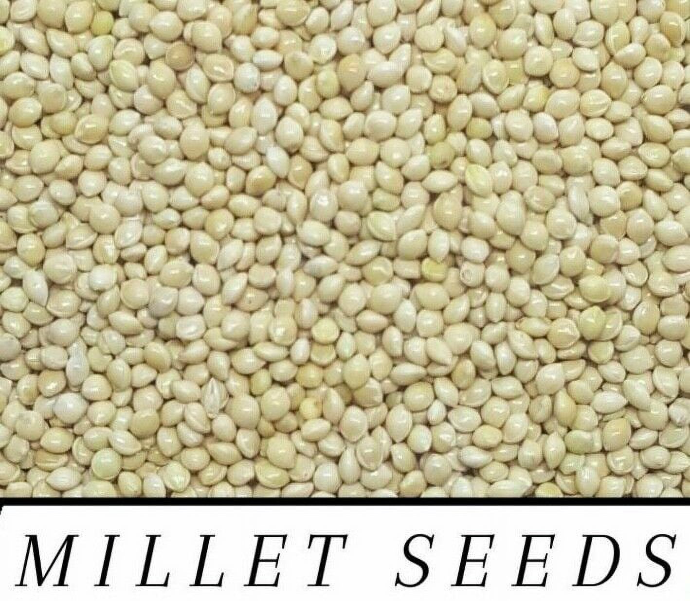 RED & WHITE Millet Seed Wild Bird Food Raw & Recleaned! - Walmart.com