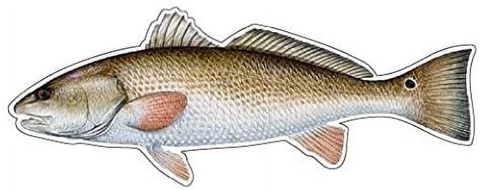 REDFISH -Fish Decal- Red Drum Sticker Truck Fishing - Sticker Graphic ...