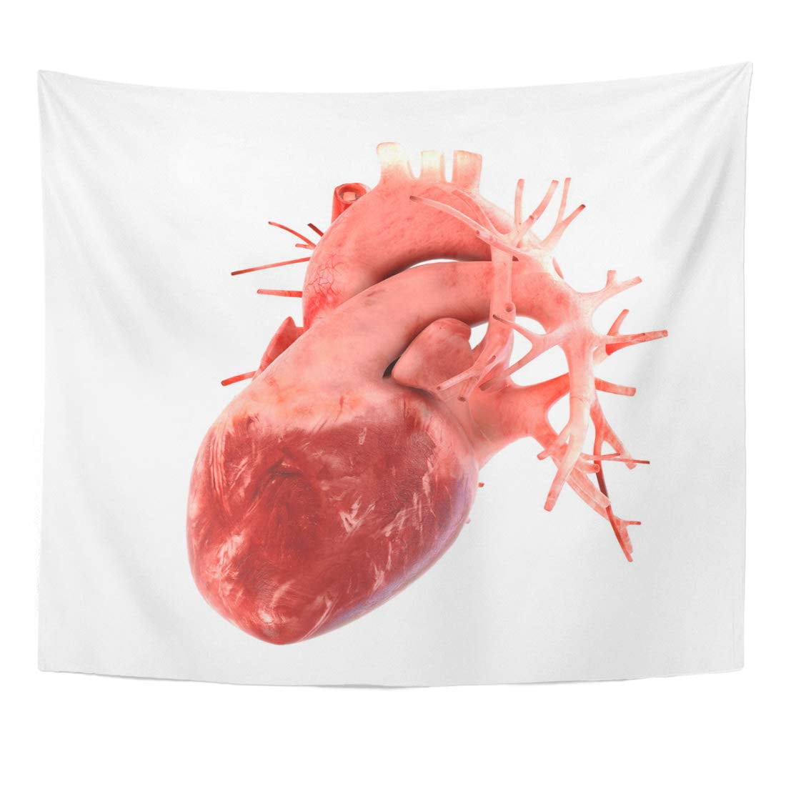 REFRED Artery Red Anatomy Anatomically Correct 3D Model Human Heart ...