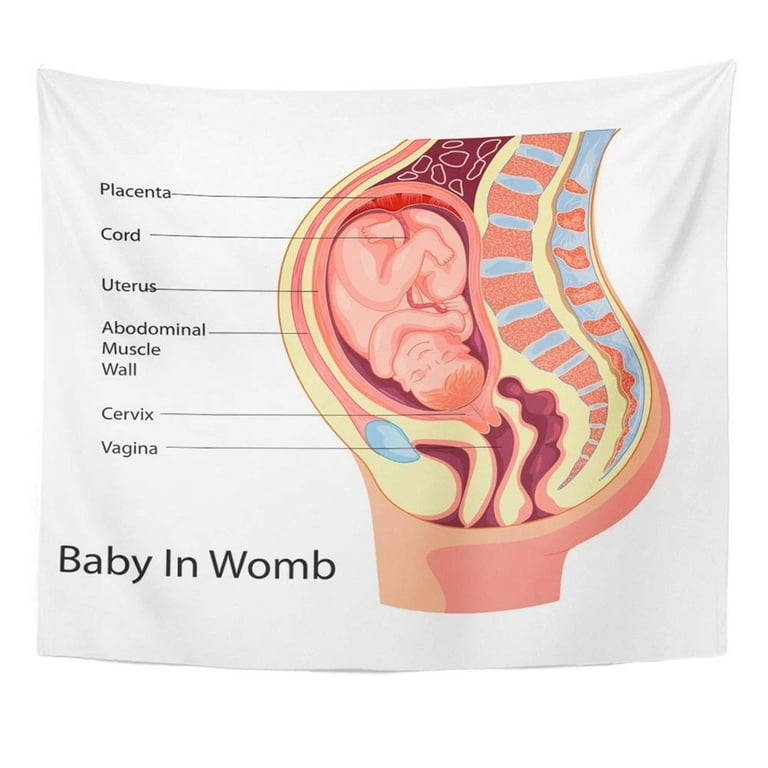 Baby In The Womb Diagram