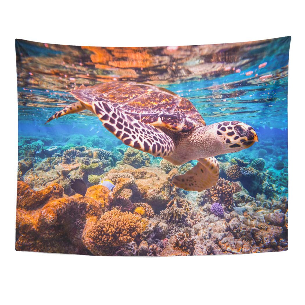 REFRED Hawksbill Turtle Eretmochelys Imbricata Floats Under Water ...
