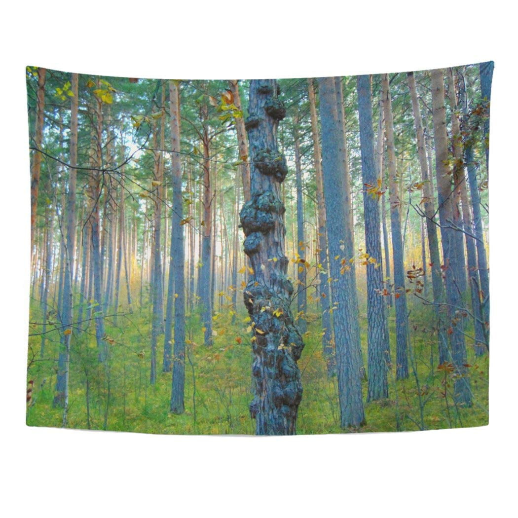 REFRED Sunny Autumn Pine Forest Detail Tree Trunk Excrescence Burl ...