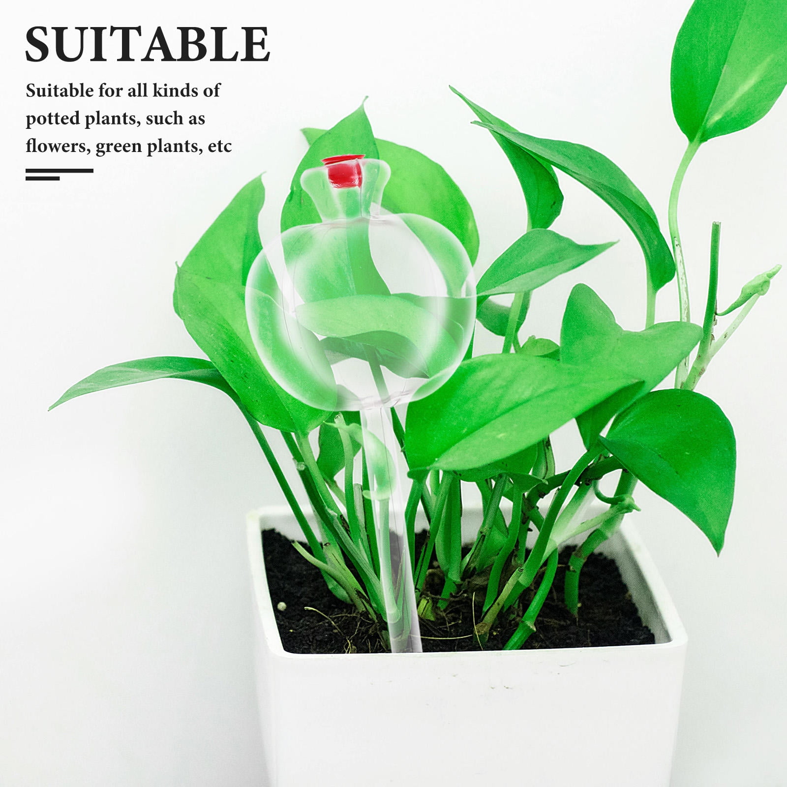 RENACLIPY 5Pcs Self Watering Spike Transparent PVC Water Conservation ...