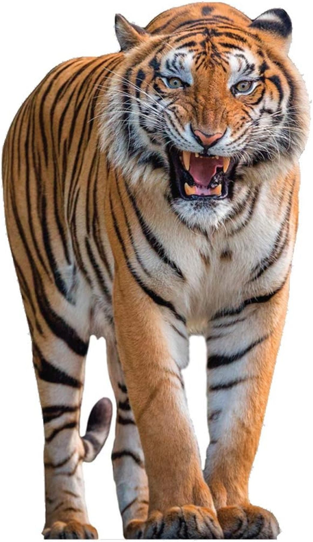 RJTZ Animal Life Size Cardboard Cutout Stand Up | Standee Picture ...