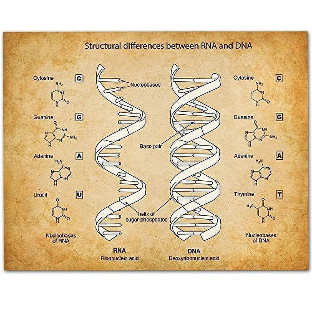 RNA & DNA - 11x14 Unframed Art Print - Great Gift for Biology Students ...