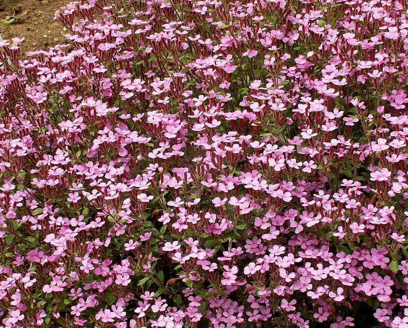ROCK SOAPWORT 1000 Seeds - Mother Nature's Seeds - Wildflower Seeds ...