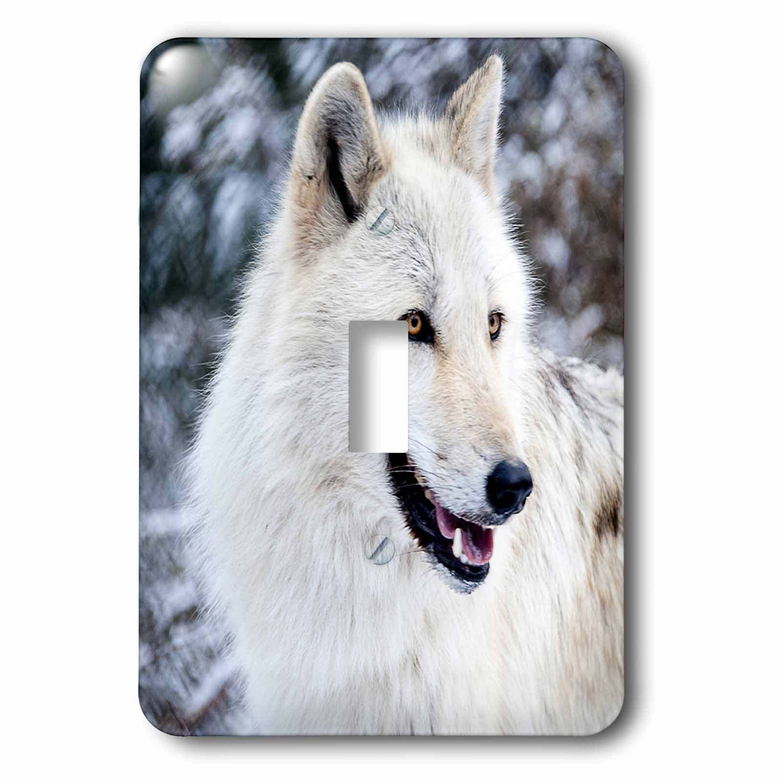 3dRose, ROCKY MOUNTAIN GRAY WOLF , single toggle switch - Walmart.com