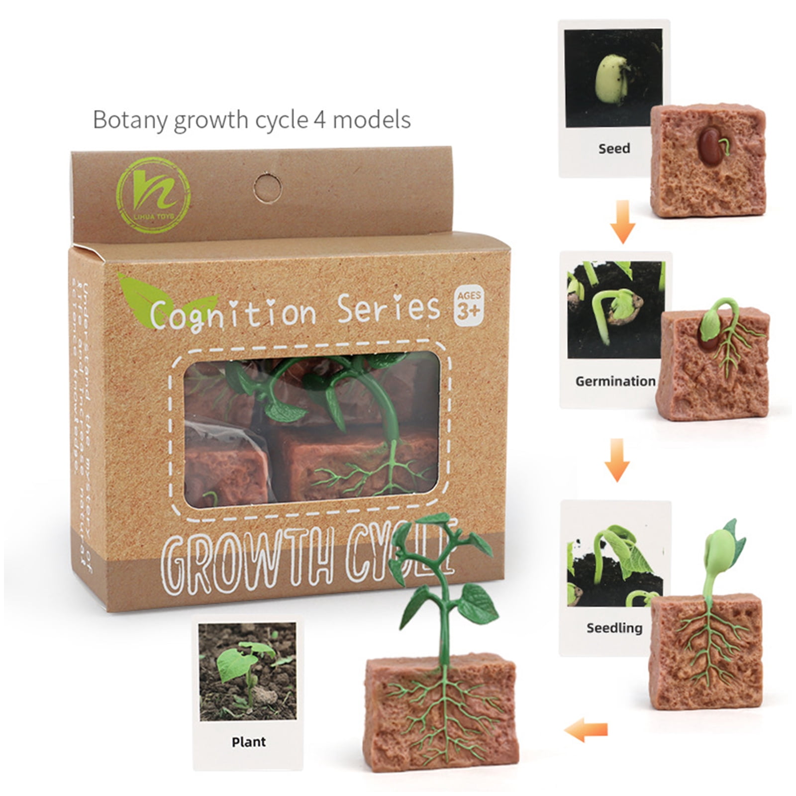 RONSHIN Life Cycle Animal Figurines Insect Animal Plant Growth Cycle ...