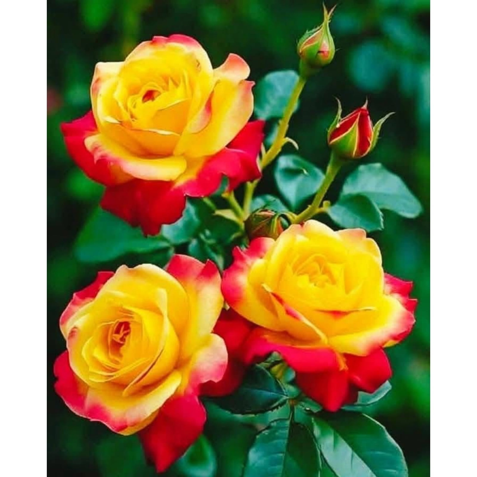 ROSE- - Garden Elegance Decoration - Premium Garden Stakes Perfect for ...