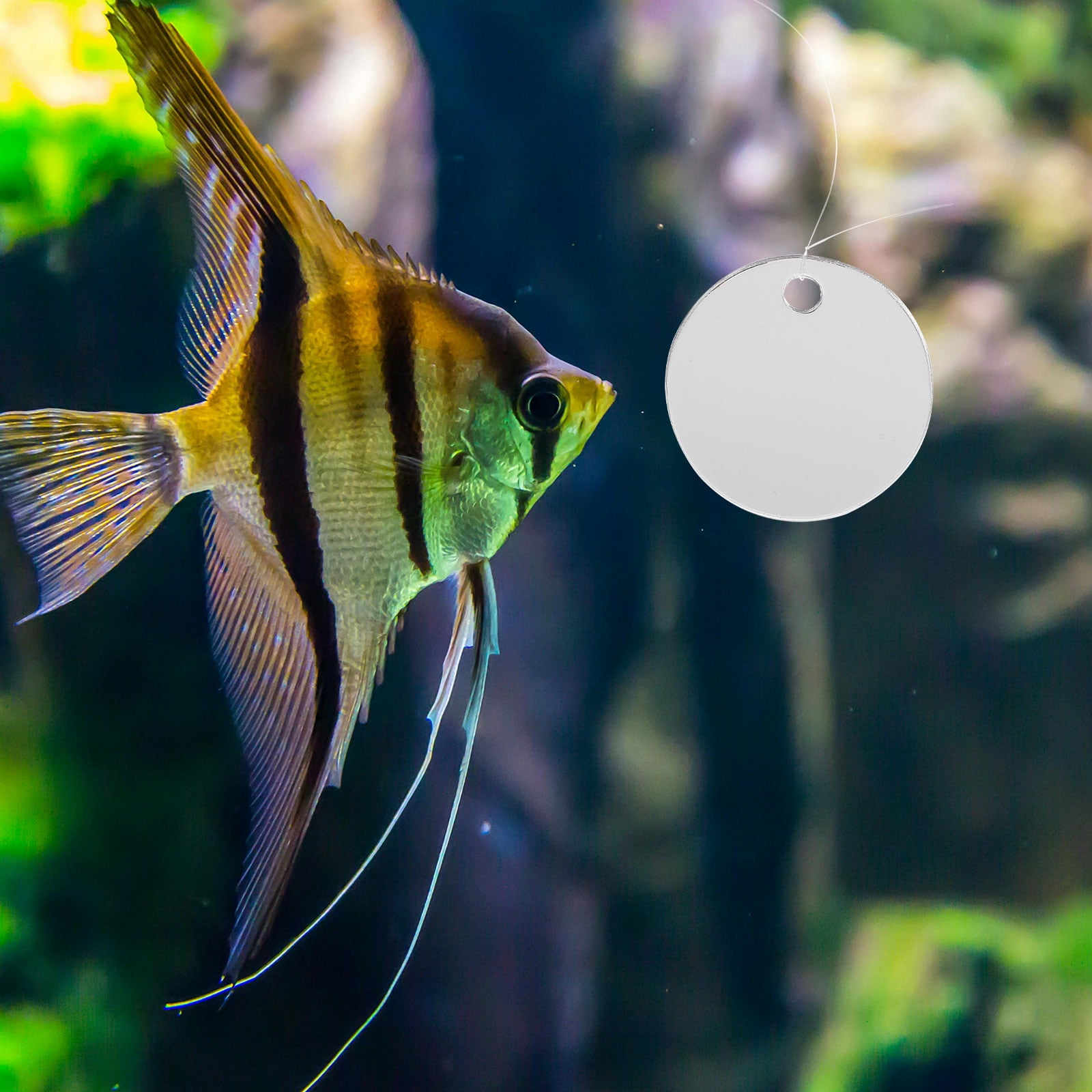 ROSENICE 1 Set of Daily Use Betta Mirror Double Side Betta Mirror Betta ...