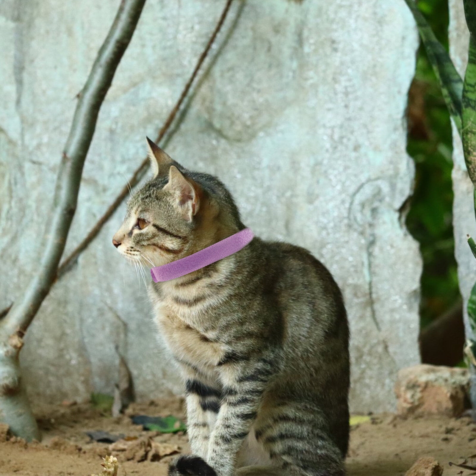 ROSENICE 12Pack Adjustable Pet Identification Collars for Puppies ...