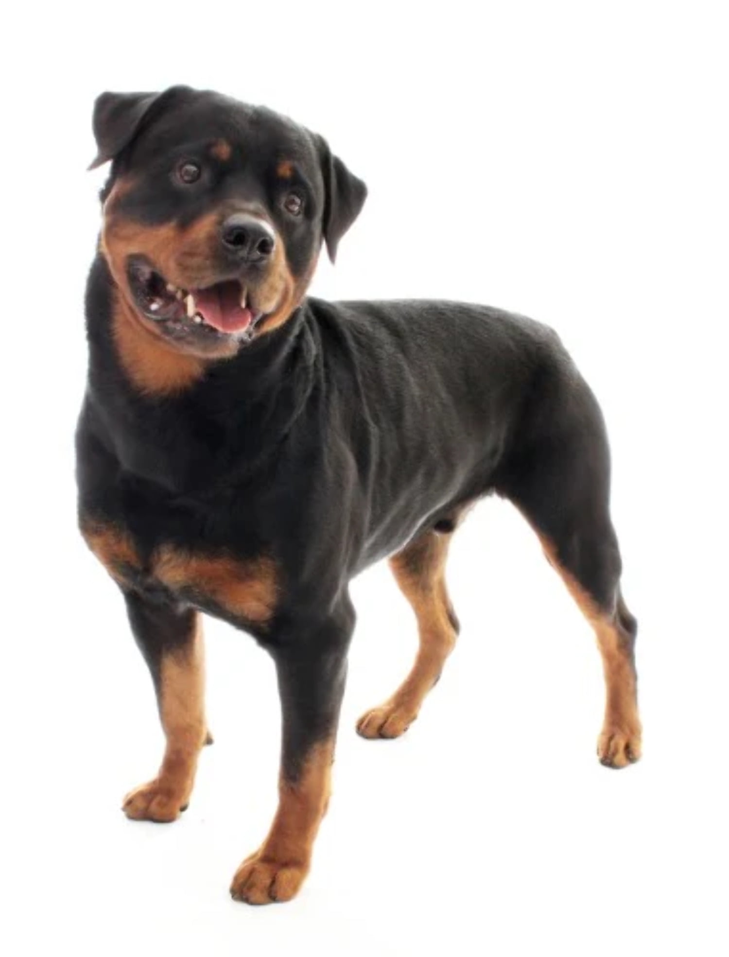 ROTTWEILER DOG GLOSSY POSTER PICTURE PHOTO PRINT BANNER herding black ...