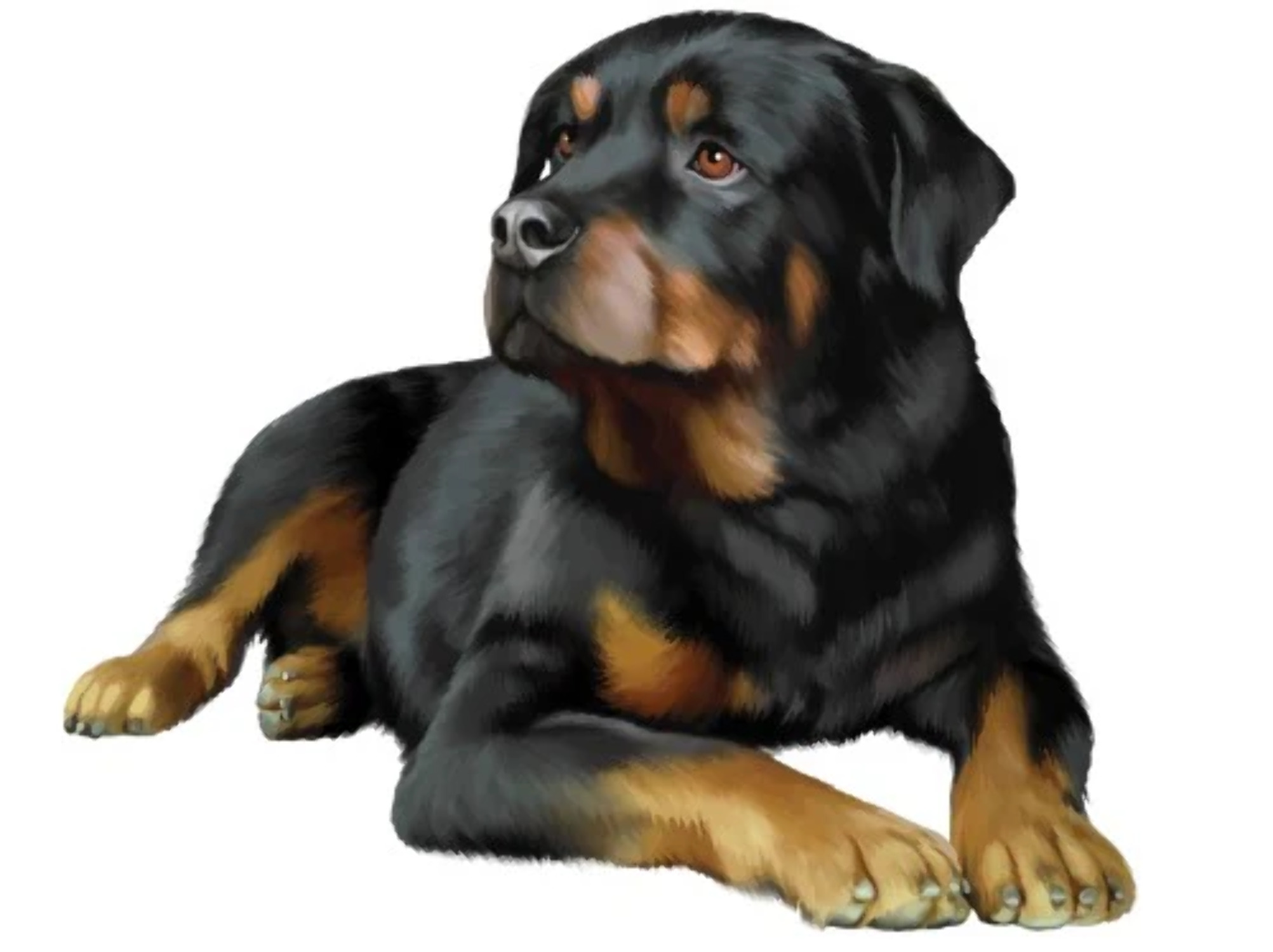 ROTTWEILER DOG GLOSSY POSTER PICTURE PHOTO PRINT BANNER herding black ...