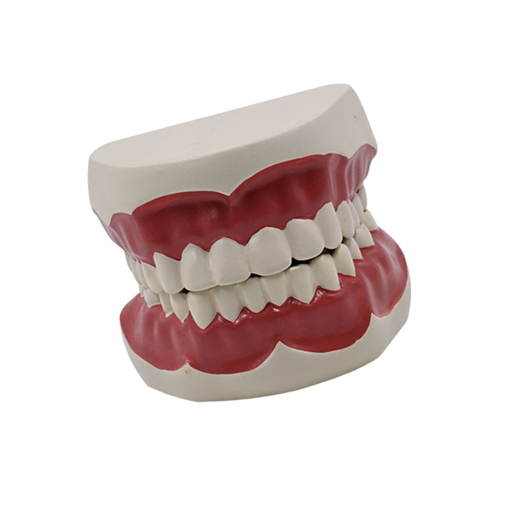 ROZYARD Dentals Typodont Standard Teeth Model for Teaching Practice ...