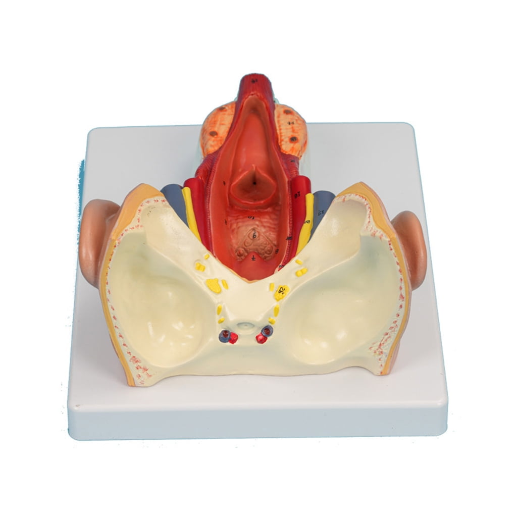 ROZYARD Life Size Human Pharyngeal Wall Muscle Anatomy Model - Walmart.com