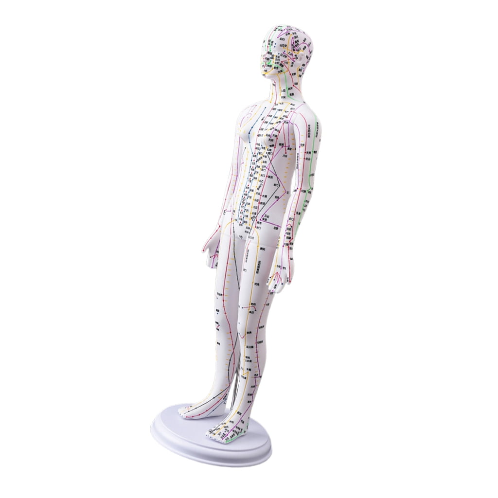 ROZYARD Male Acupuncture Model Female Acupuncture Model with Numbered ...