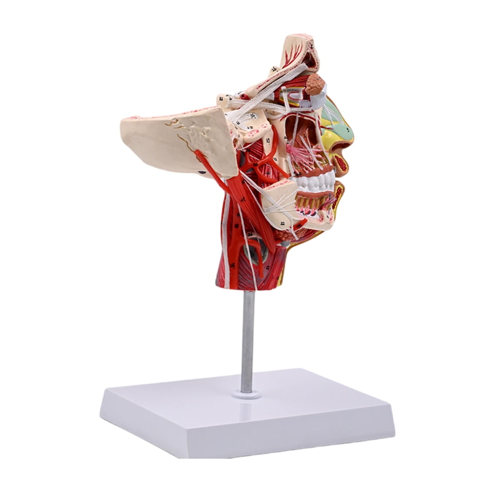 ROZYARD Medicals Teaching Model Human Chops-facials Vascular Blood ...