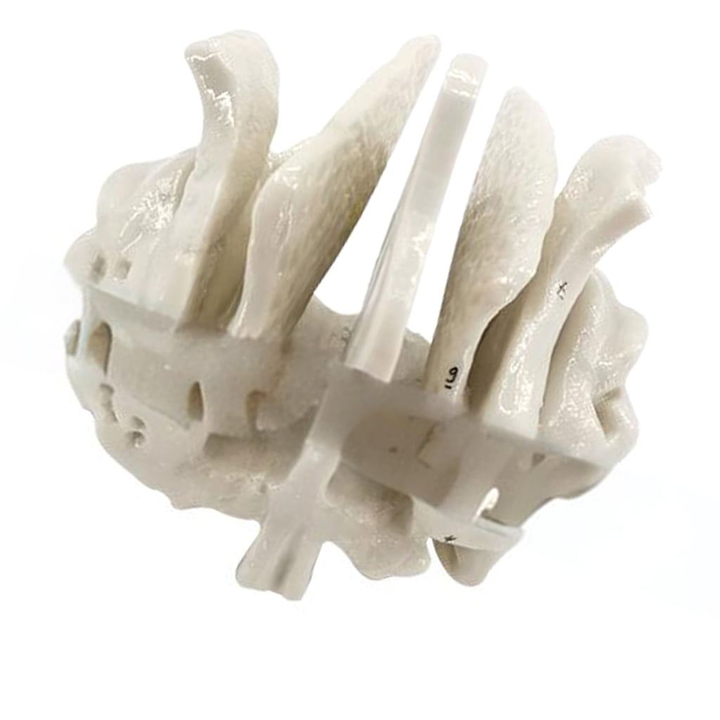 ROZYARD Practical Human Skeleton Model Temporal Bone Model Teaching Aid ...