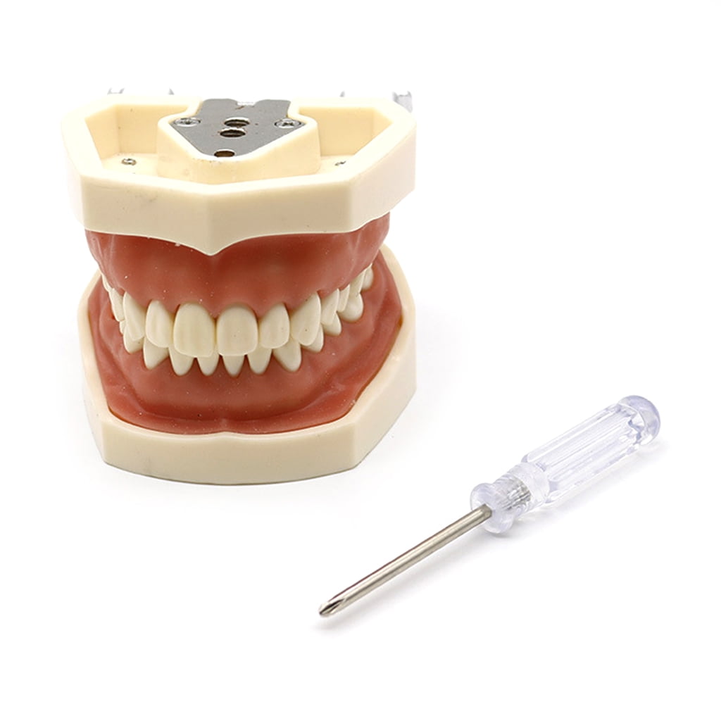 ROZYARD Standard Teeth Model With Removable Tooth Denture Model Teeth ...