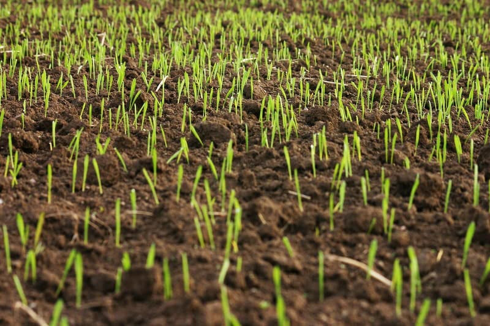 RTF Turf Saver Grass Seed- 25lb Bag - Walmart.com