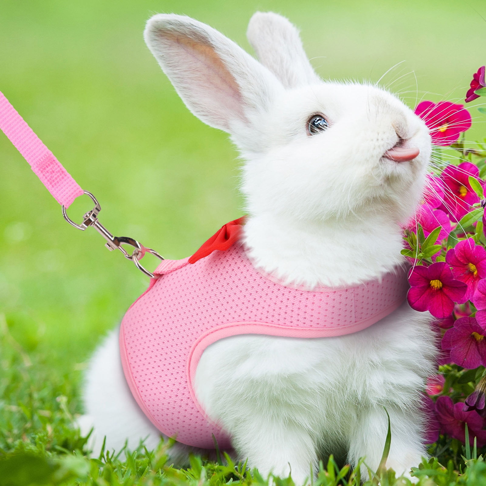 Rabbit Harness and Leash for Walking Escape Proof - Cute Bow & Mesh ...