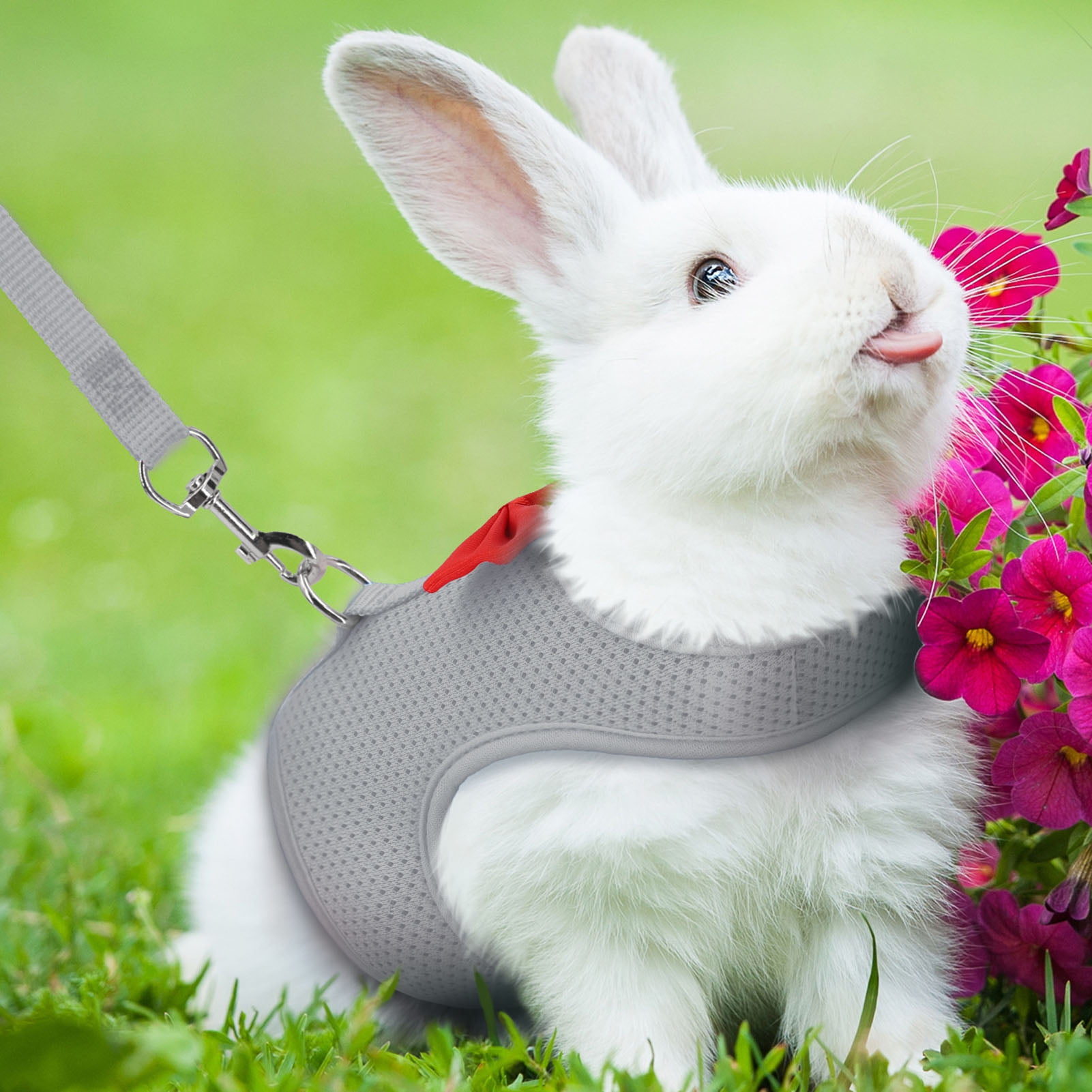Rabbit Harness and Leash for Walking Escape Proof - Cute Bow & Mesh ...