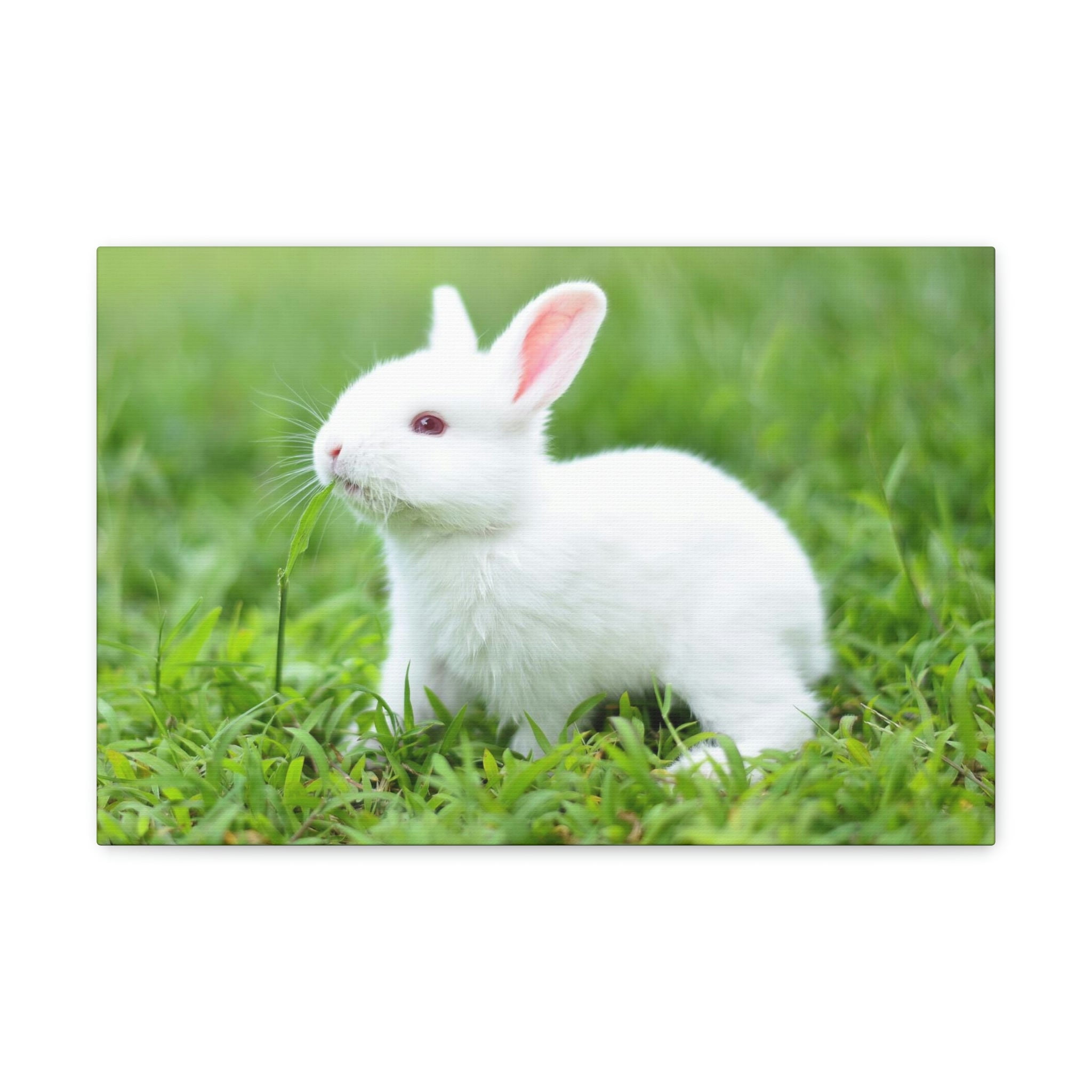 Rabbit Hunting Rabbit on Hunt Print Animal Wall Art Wildlife Canvas ...