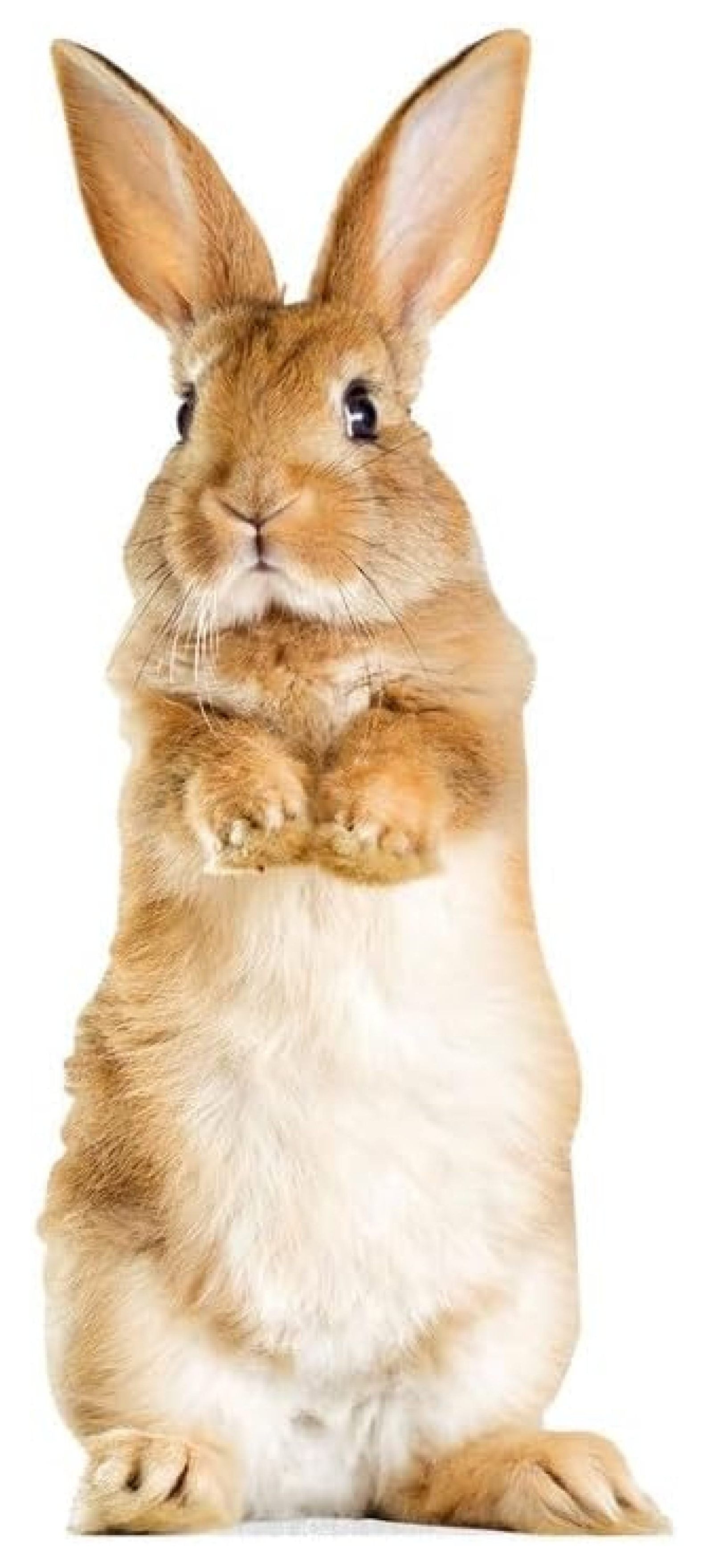 Rabbit - Life Size Cardboard Cutout Standup People with Support Standee ...