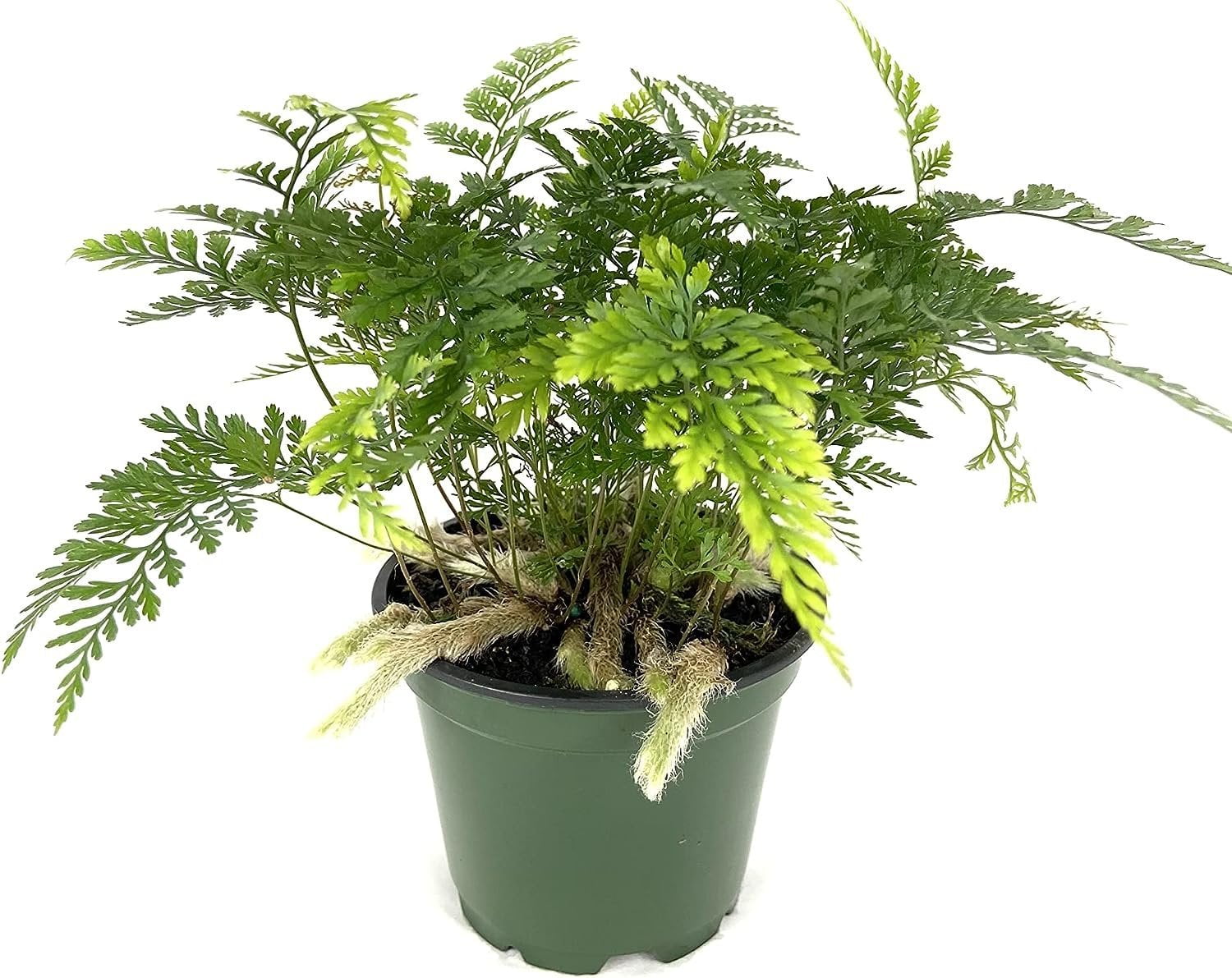 Rabbit's Foot Fern - 3 Live Plants in 4 Inch Pots - Davallia Tyermani ...
