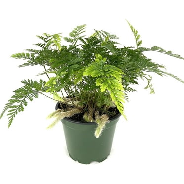 Deer Foot Fern - Live Plant in a 6 Inch Pot - Davallia - Rare and ...