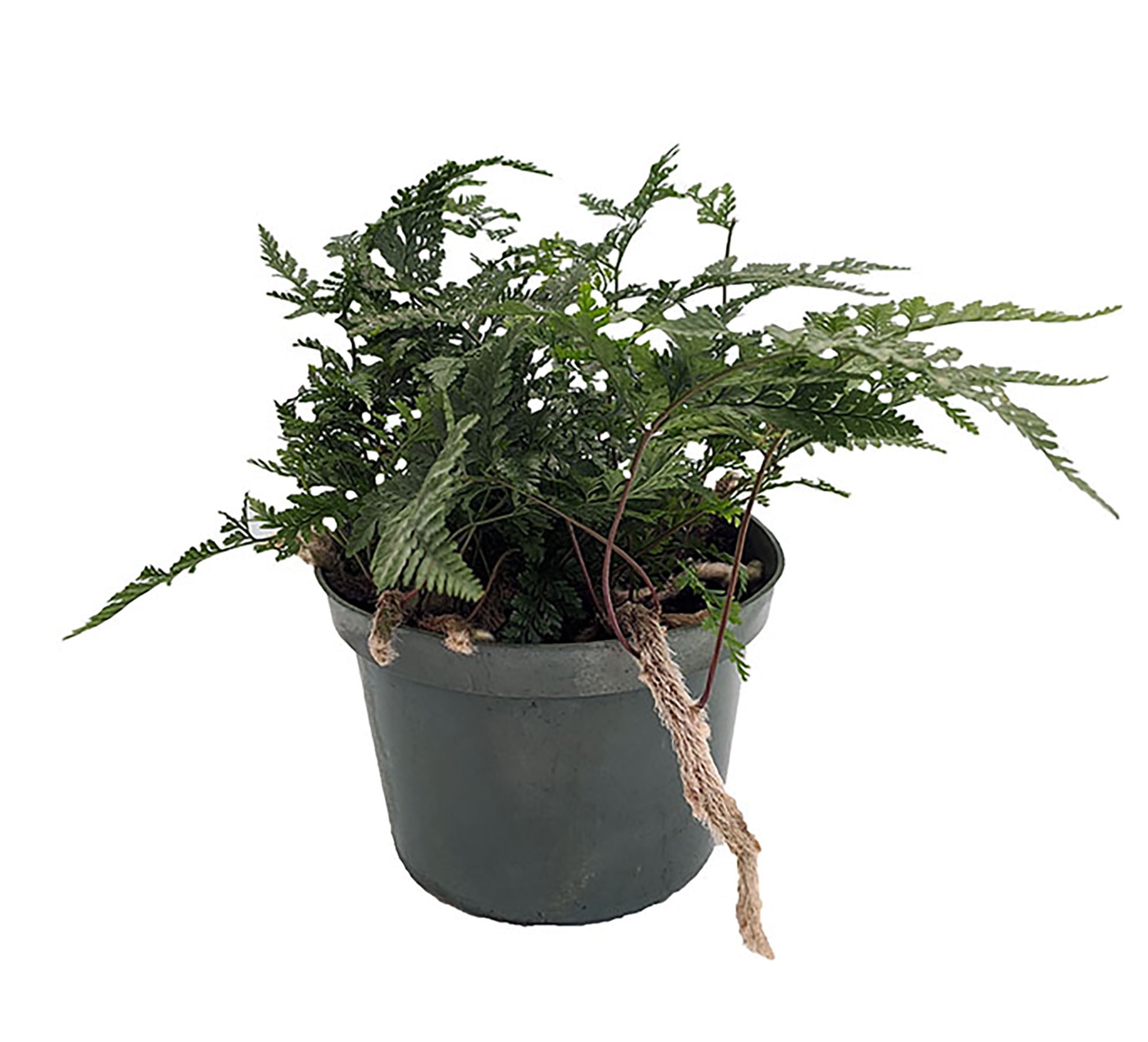 Rabbit's Foot Fern - 6" Pot - Walmart.com